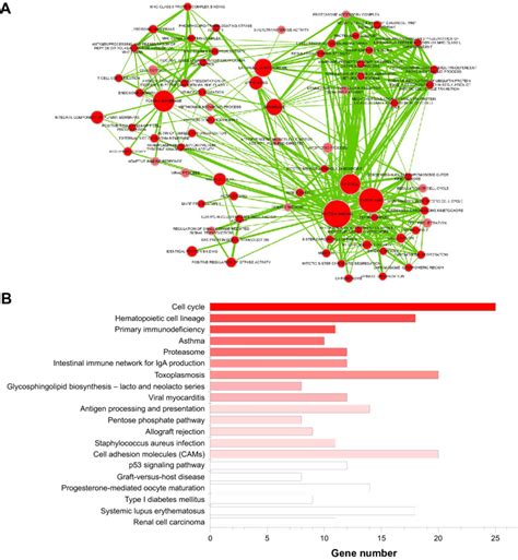 Functional Enrichment Analysis Of Survgenes Via David A Clustering