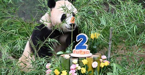 두번째 생일 맞은 아기 판다 푸바오