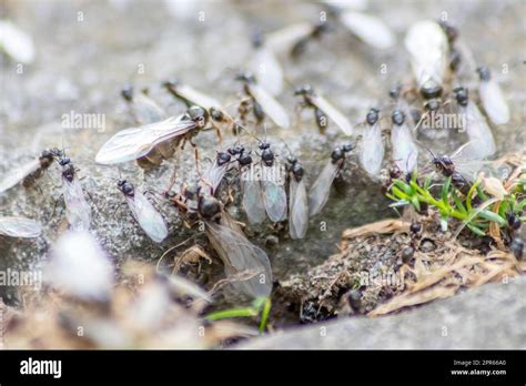 Ant Wedding Flight With Flying Ants Like New Ant Queens And Male Ant