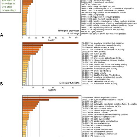 Functional Analysis Of Proteins More Abundant In Vitro Than In Vivo