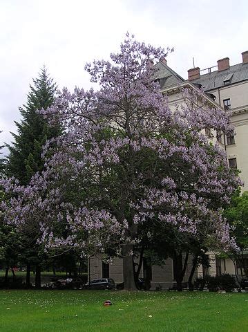 Empress Tree Princess Tree Paulownia Tomentosa