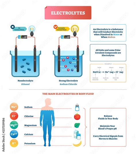 Electrolytes Test Vector Illustration Body Fluid Labeled Diagram