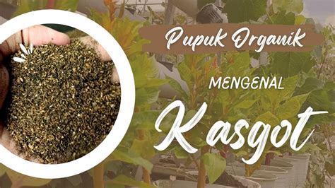 Mengenal Lebih Dekat Pupuk Organik KASGOT YouTube