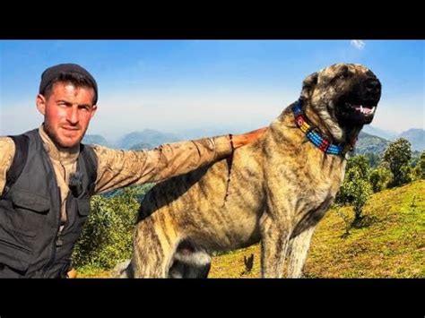 ÇAPAR ÇOBAN KÖPEKLERİ DAĞLARDA KİMSEYE GEÇİT VERMİYOR YouTube