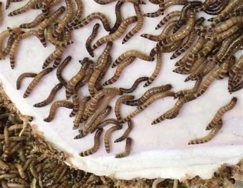 Spotlight Eddy Shares Styrofoam Eating Worms With Thousand First Steps — Living Earth Systems