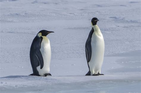 帝企鹅 Emperor Penguin Aptenodytes Forsteri 懂鸟 鸟类图片鸣声识别与资讯