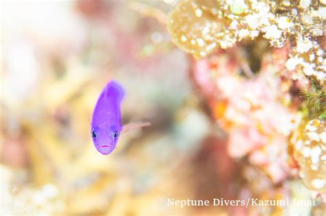 久米島 ダイビング ネムリブカ ホワイトチップ クレナイニセスズメ キカモヨウウミウシ セダカギンポ 幼魚 yg サンゴの白化 久米島