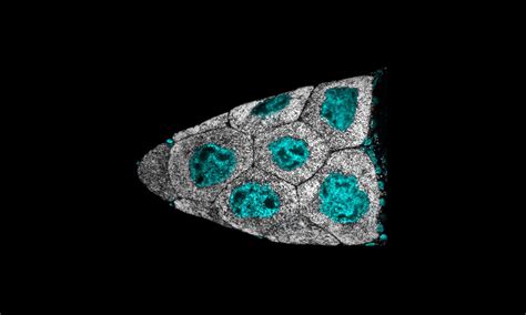 The Hidden Role Of Lipid Droplets In Fertility And Beyond