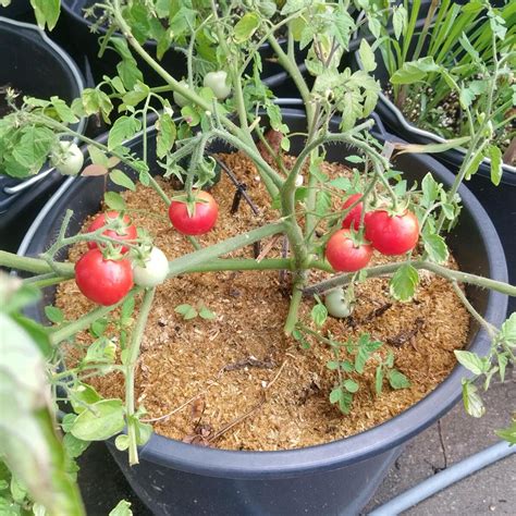 Tomato Gartenperle Solanum Lycopersicum Seeds