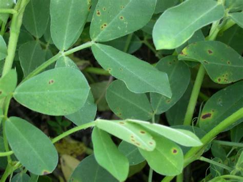 Tikka Disease Is Very Dangerous For Groundnut Crop Know How To Control