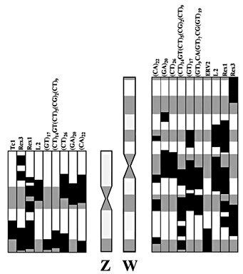 Schematic Ideogram Of The S Taeniurus Sex Chromosomes Highlighting Download Scientific