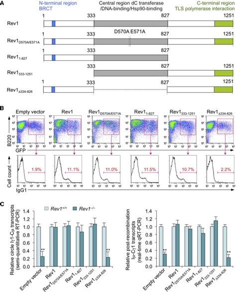 Enforced Expression Of Catalytically Inactive Rev1 Mutant N Terminal