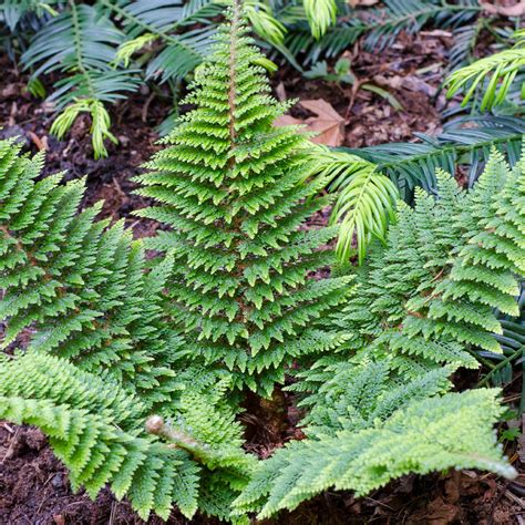 Buy Premium Quality Polystichum Setiferum Plumo Densum From Dutch Bulbs