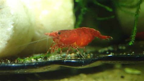 Cherry Shrimp Population Control Aquarium Shrimp Keeping