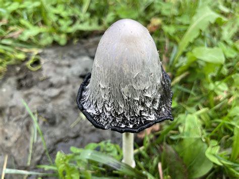 Coprinus Comatus The Ultimate Mushroom Guide 6 Recipes