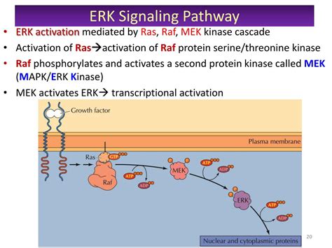 Ppt Cell Signaling Ii Signal Transduction Pathways Powerpoint Presentation Id 4116658