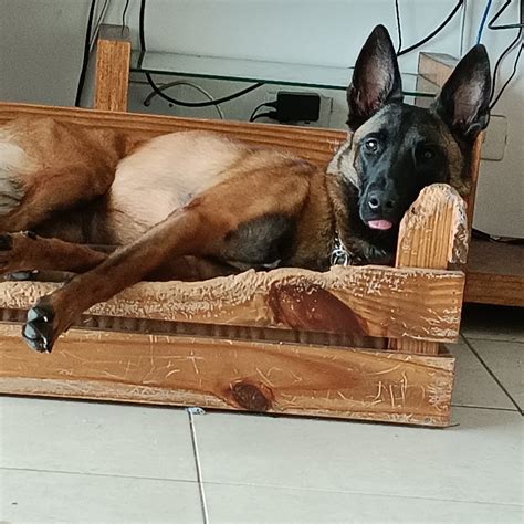 Merry Christmas Rbelgianmalinois