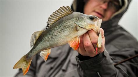Przynęty na okonia okonie na spinning Corona Fishing