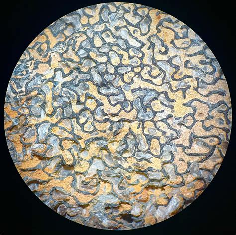 Million Years Old Section Of A Whale Backbone Fossil Id The Fossil