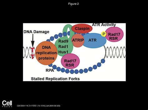 Initiating Cellular Stress Responses Ppt Download