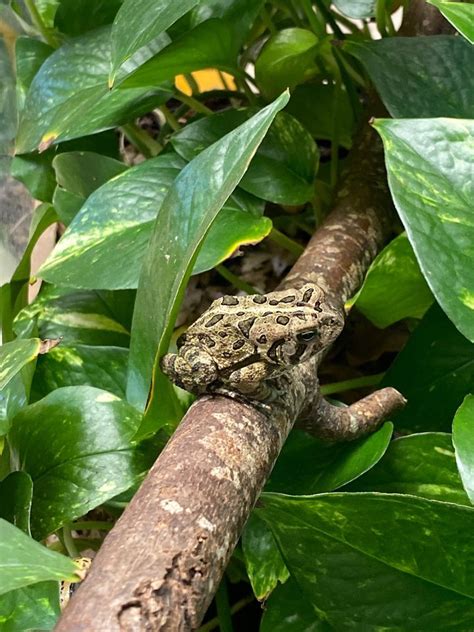 25 Years Of Keeping Toads In The Nature Center But This Is The First