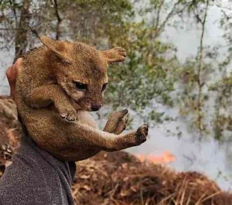 El Impacto De Los Incendios Forestales En La Vida Salvaje De Honduras