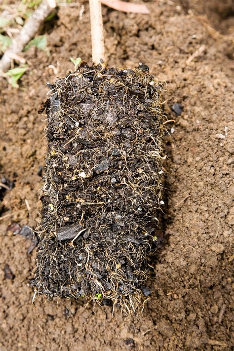 Acacia Melanoxylon In A Root Pruning Pot Racacias