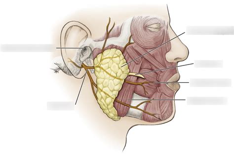 Parotid Salivary Gland Diagram Quizlet