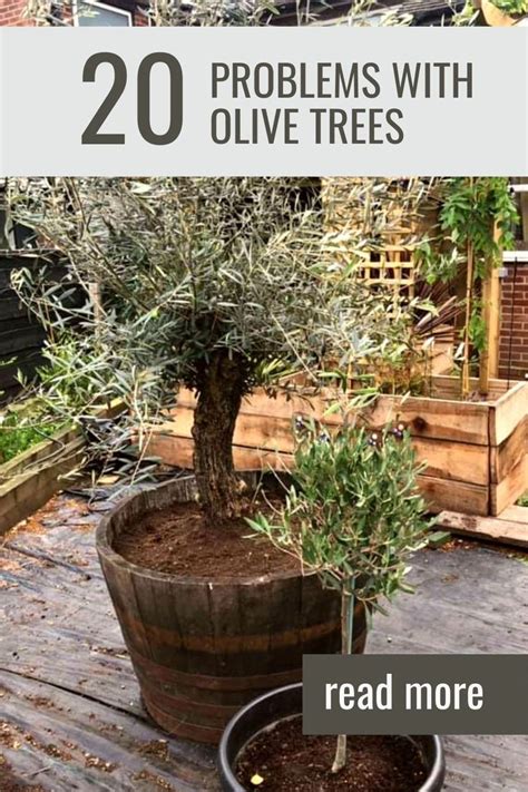 Troubleshooting Problems With Olive Trees In Pots Quick Tips For A