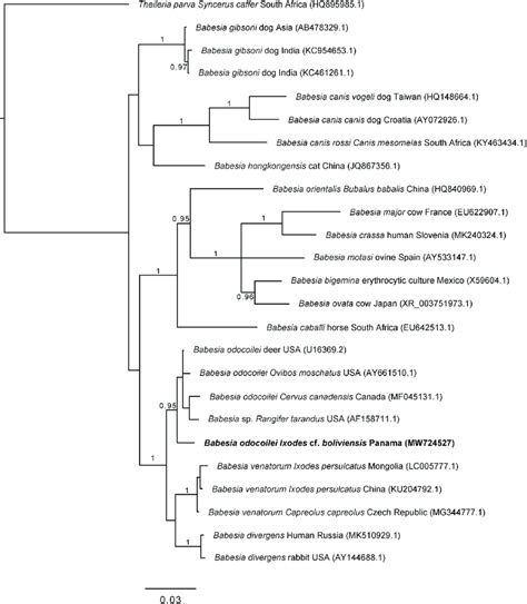 Bayesian Phylogenetic Trees For Babesia Based On The 18s Rrna Gene Download Scientific Diagram