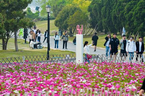 看花海赏夕阳小麦岛演绎夏日浪漫 青报网 青岛日报官网