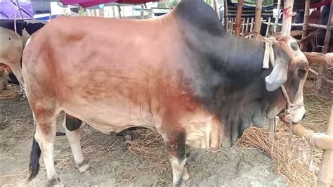 বিশাল এক গরু ছাগল লের কোরবানির হাটঢাকা গাবতলী Dhaka Bangladesh