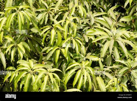 Mango Tree India Stock Photos Mango Tree India Stock Images Alamy