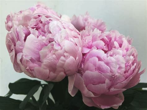 Peônias Uma Beleza Completa Casa Vogue Natureza Em Casa
