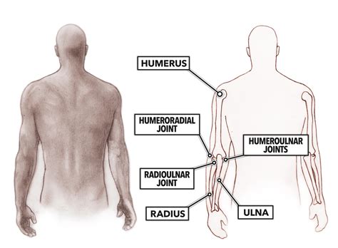 Crossfit Movement About Joints Part 2 The Elbow