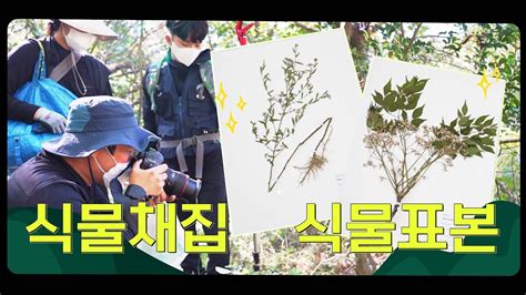 이것은 작품인가 표본인가 😲빠르게 한 눈에 보는 식물채집 식물표본🌿 Youtube