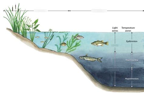 Bi Final Lake Zonation Diagram Quizlet