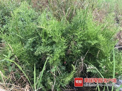 南寧一荷田旁發現水蕨它竟是國家二級保護植物 每日頭條