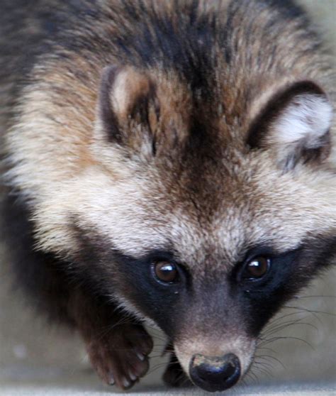 たぬき タヌキ愛媛県立とべ動物園にて撮影 とべ動物園 動物園写真クラブ愛媛 公式Webサイト