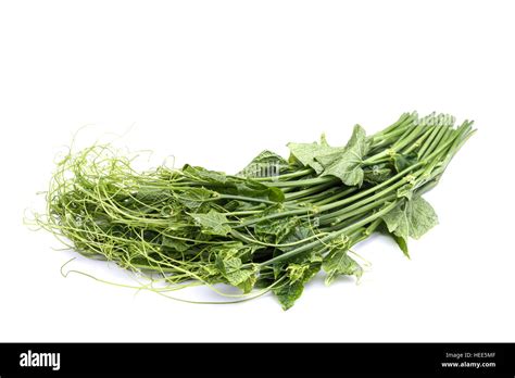 Close Up Fresh Green Chayote Leaf Isolated On White Background Stock