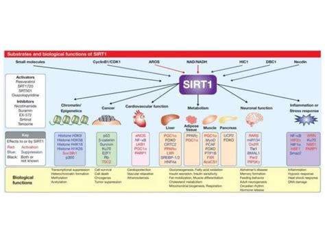 Sglt2 Inhibitors In Cardiac And Renal Disease Pptx