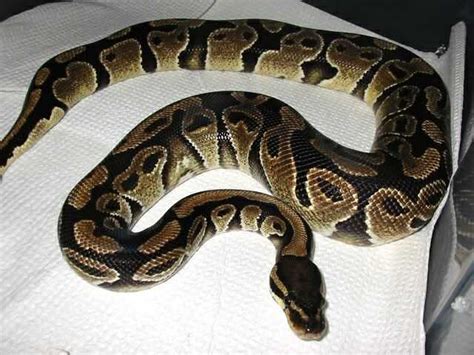 Fat Ball Python Causes Prevention And Treatment Vital Frog