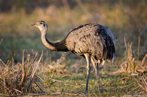 Rhea Will Burrard Lucas