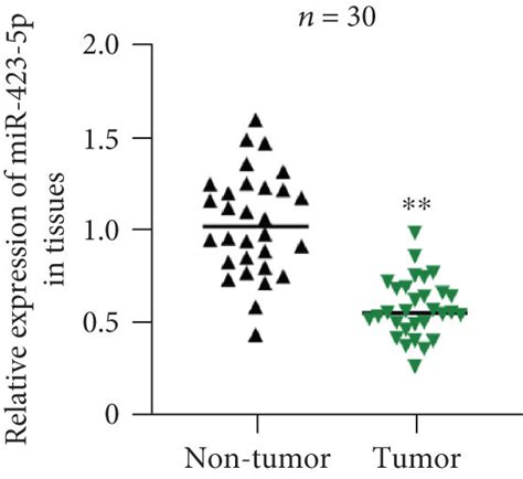 CircFOXP1 Sponges To MiR 423 5p A B AGO2 RIP Was Utilized In ACHN