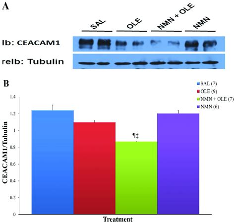 Western Blot Analysis Of Hepatic Ceacam1 Protein Levels Mice Were Download Scientific Diagram
