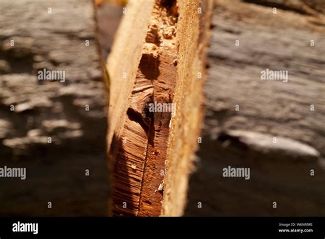 The Woodsman Tree Bark Is Cut Clean Clean Though To Its Center Core By