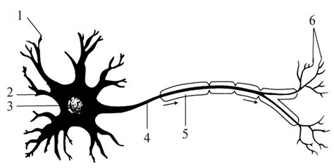 Задание №8948 Выберите три верно обозначенные подписи к рисунку на котором изображено строение