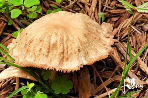 How To Get Rid Of Mushrooms In Mulch Find Out Evergreen Seeds