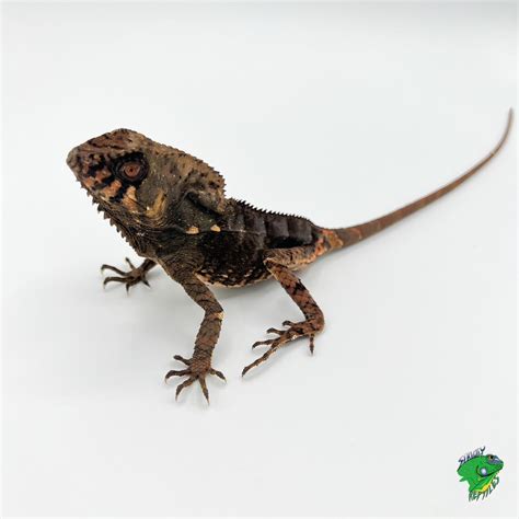Helmeted Iguana Juvenile To Adult Strictly Reptiles
