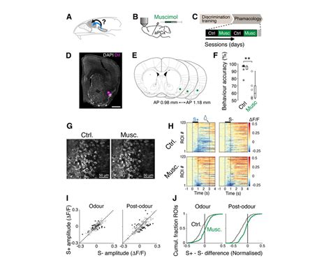 Intact Piriform Cortex Is Needed To Observe The Reward Related Inhibi